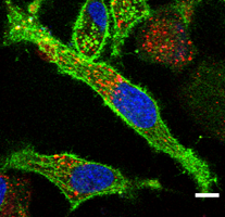 Contact – FRANK LAB