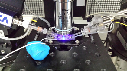 FRANK LAB – CHEMICAL PHYSIOLOGY